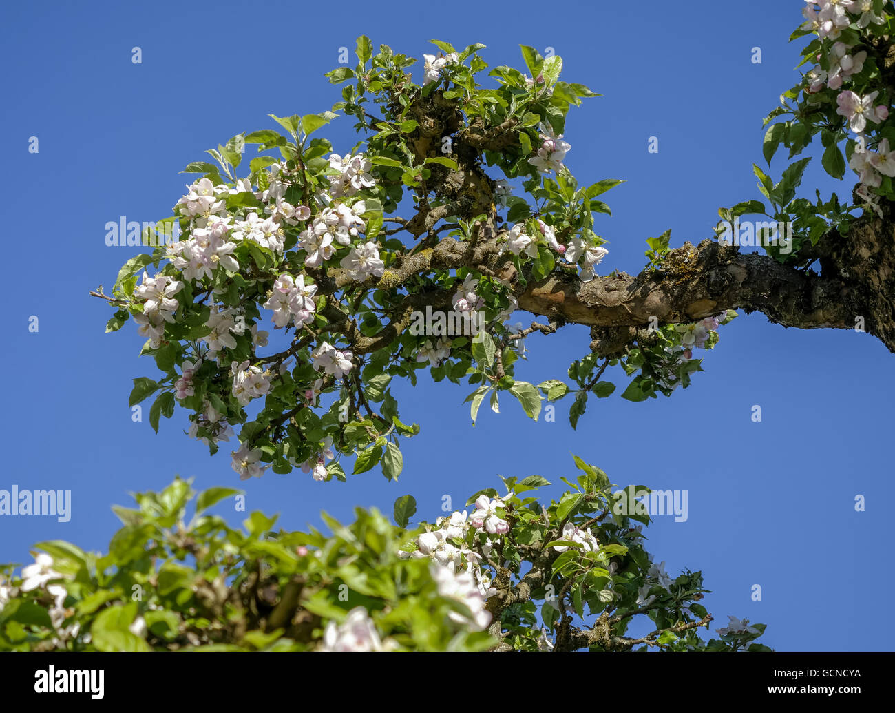 Blooming apple tree Stock Photo - Alamy