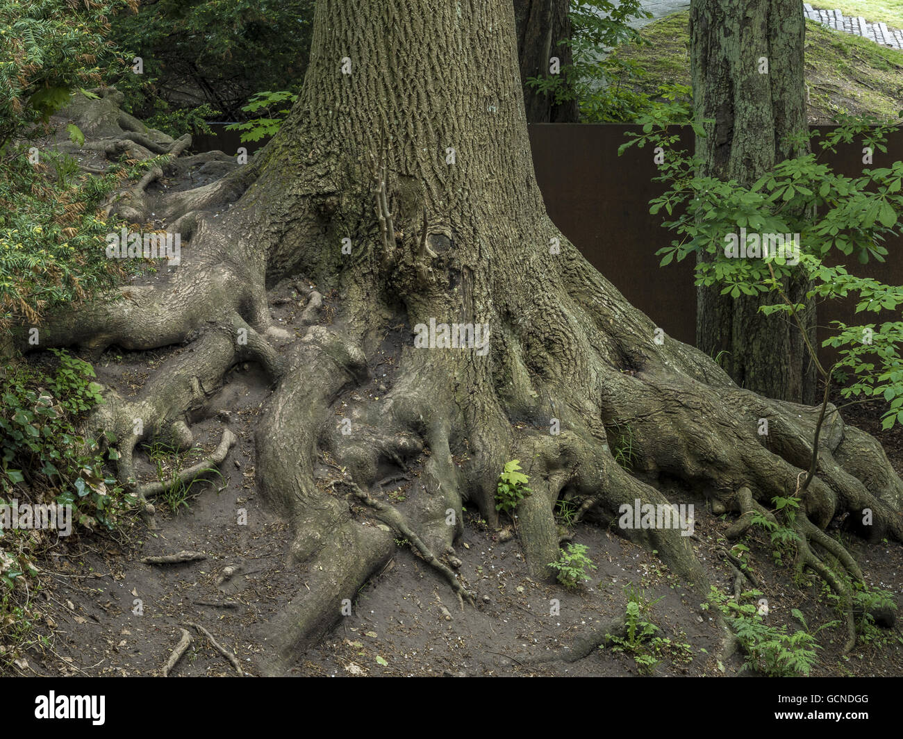 Maple tree roots hi-res stock photography and images - Alamy