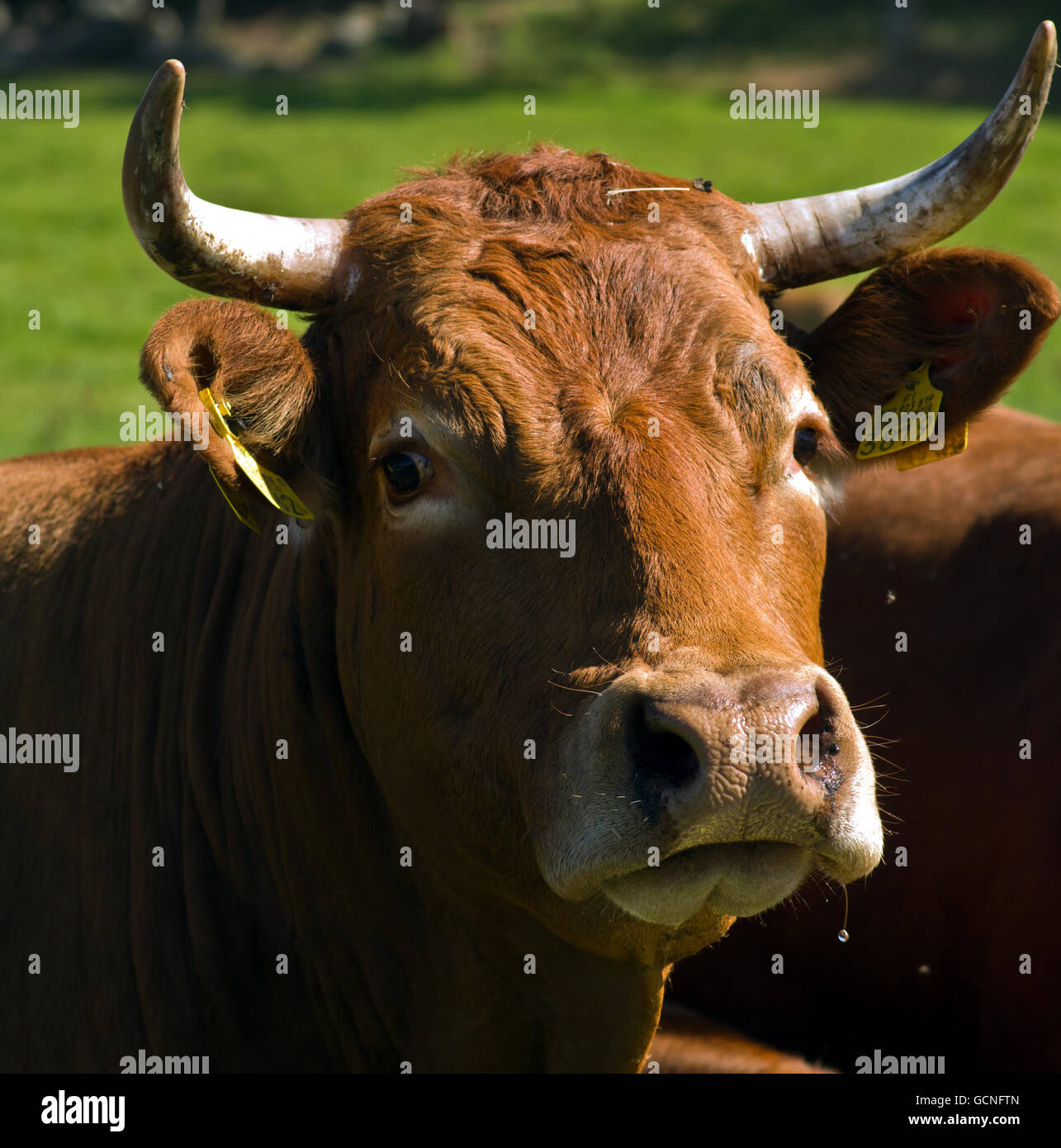 Limousin cow hi-res stock photography and images - Alamy