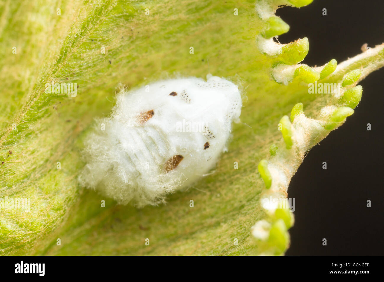 Flatid bugs hi-res stock photography and images - Alamy