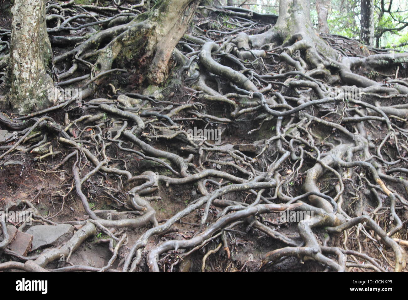 Trees with roots covering the ground clicked at guna caves hi-res stock ...