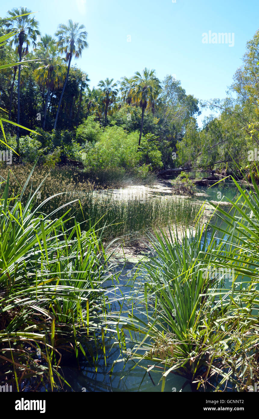 Surrounding vegetation hi-res stock photography and images - Alamy
