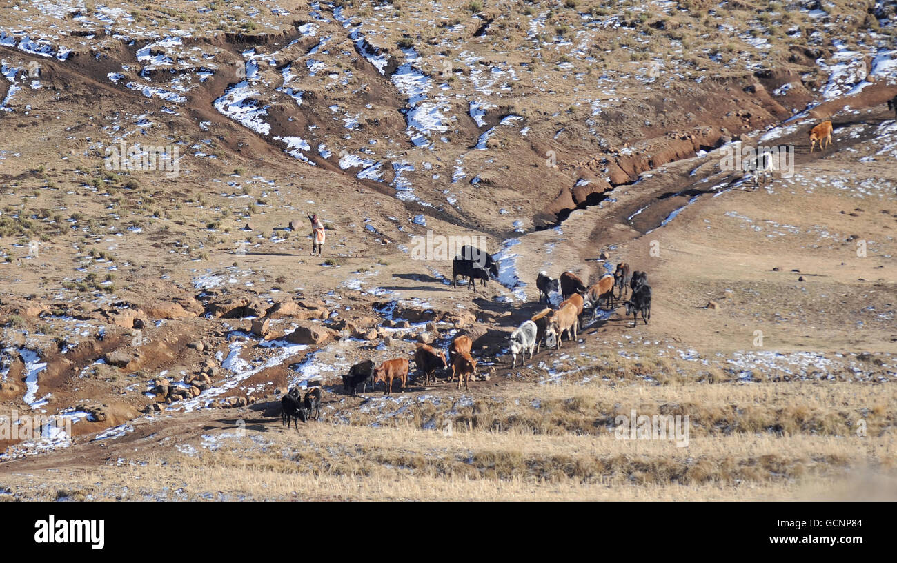 Lesotho Cattle High Resolution Stock Photography and Images - Alamy