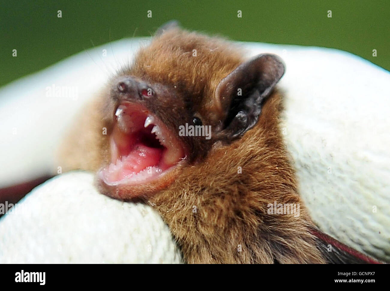 ALTERNATE CROP A common or Soprano bat is held by someone from the ...