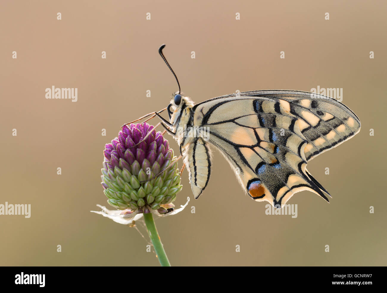 A roosting European Swallowtail (Papilio Machaon) butterfly perched on ...