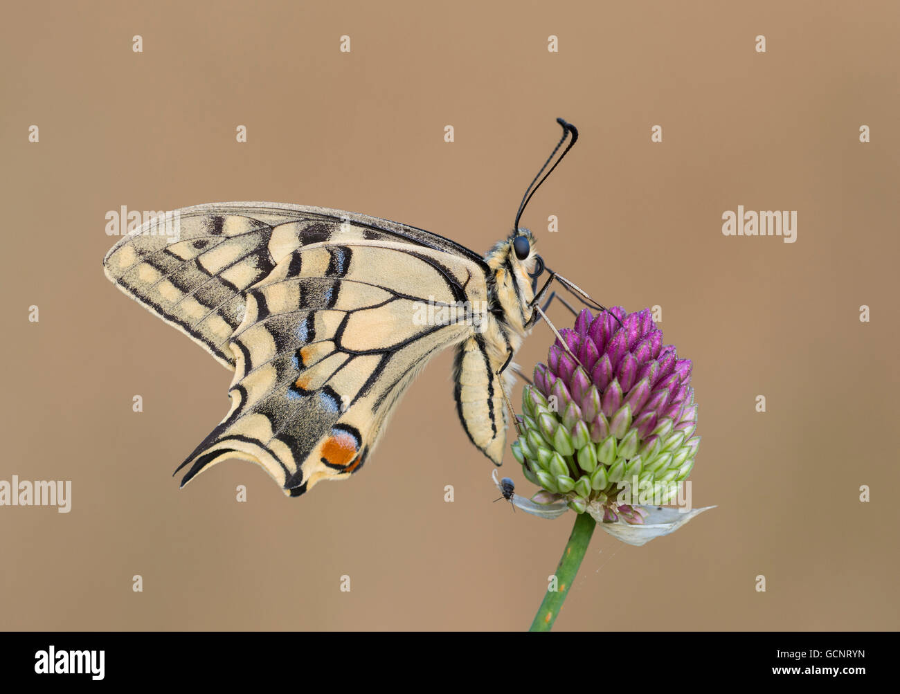 Papilo machaon hi-res stock photography and images - Alamy