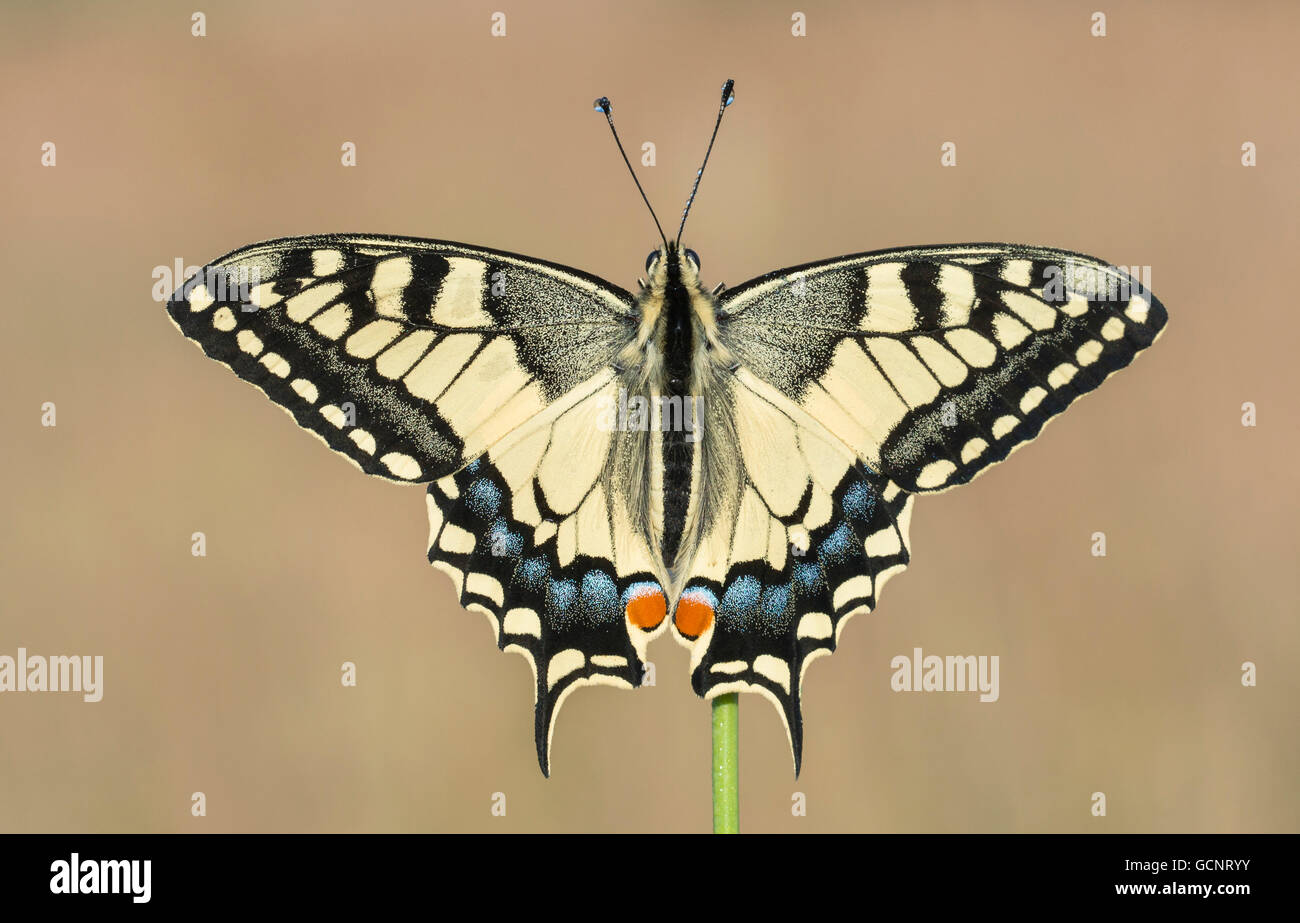 A European Swallowtail butterfly basking with its colourful wings open ...