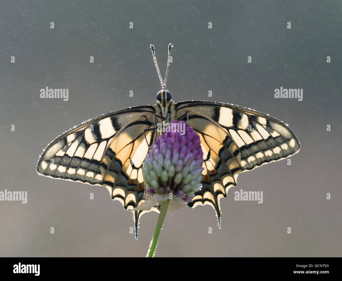 A backlit European Swallowtail (Papilio Machaon) butterfly basking with ...