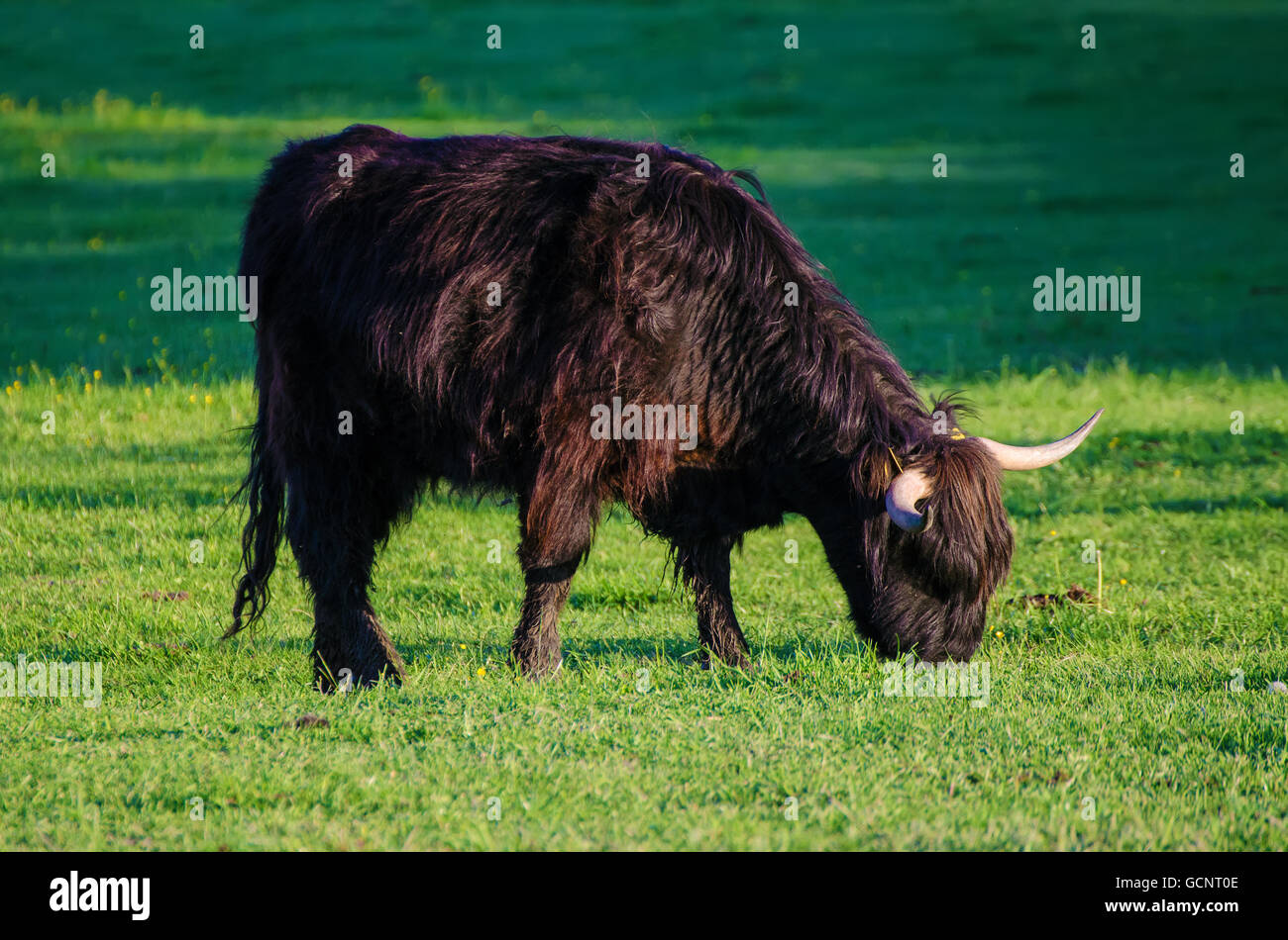 Scotland highland bull Stock Photo - Alamy