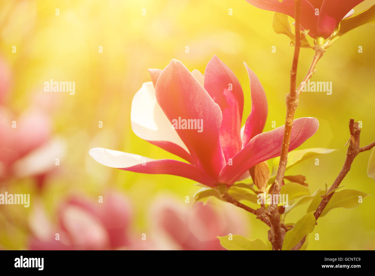 Magnolia spring flowers Stock Photo - Alamy