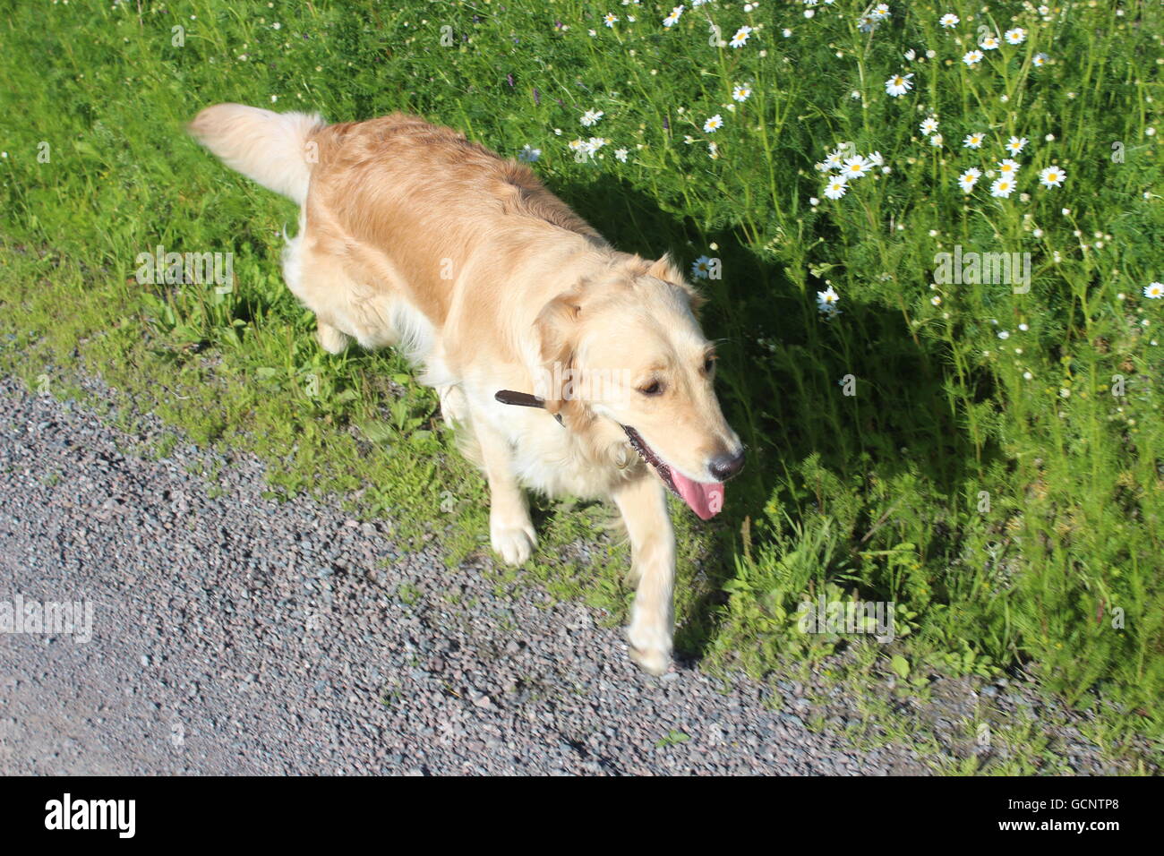 Playing field road hi-res stock photography and images - Alamy