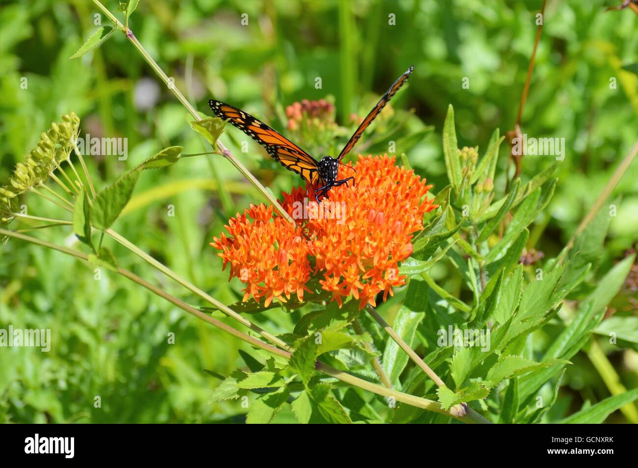 Monarch butterfly on milkweed Stock Photo - Alamy