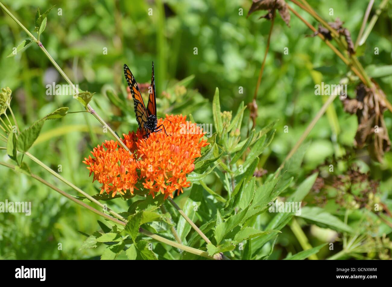 Monarch butterfly on milkweed Stock Photo - Alamy