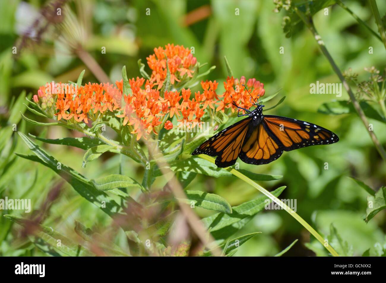 Monarch butterfly on milkweed Stock Photo - Alamy