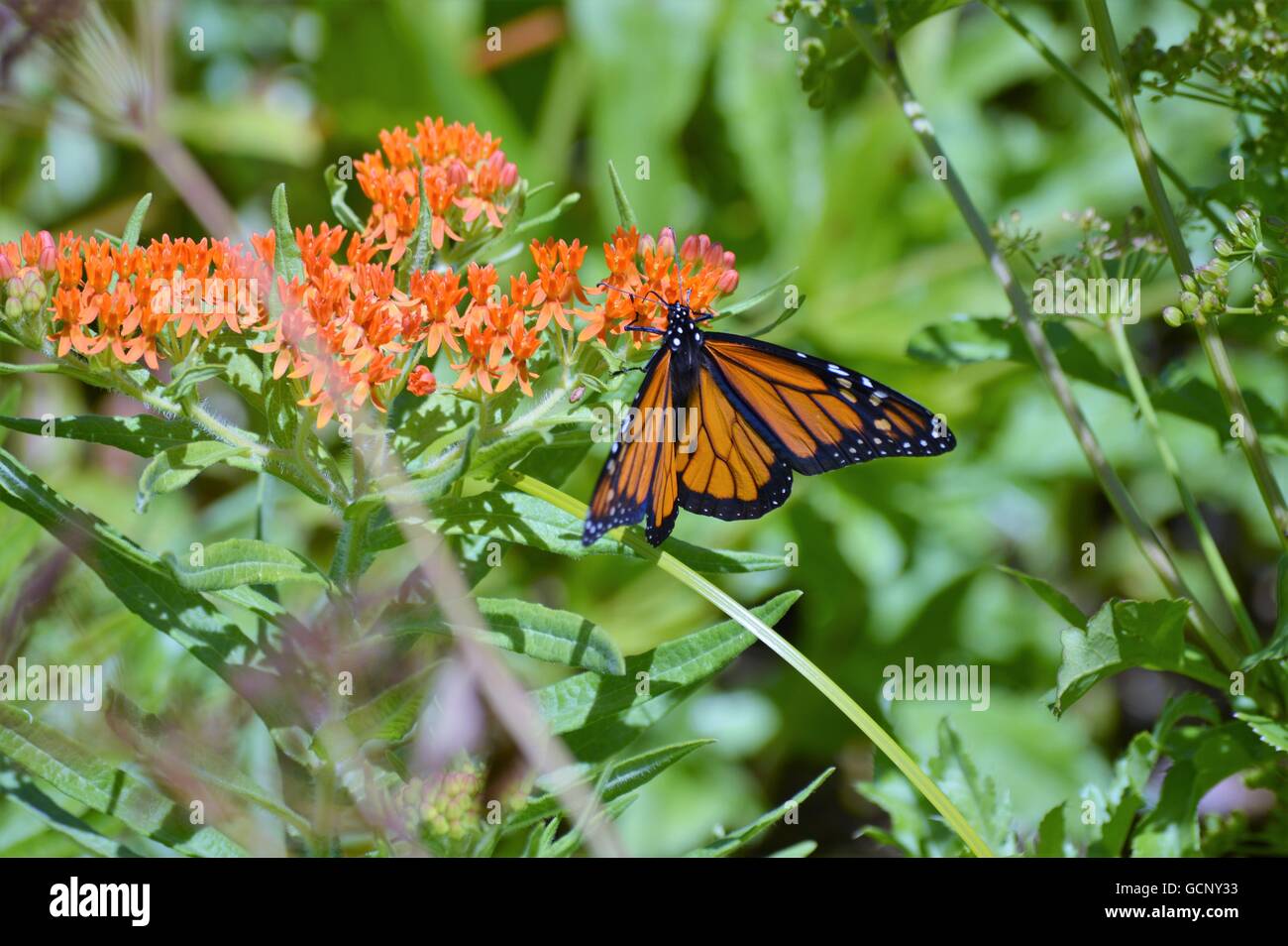 Monarch butterfly on milkweed Stock Photo - Alamy