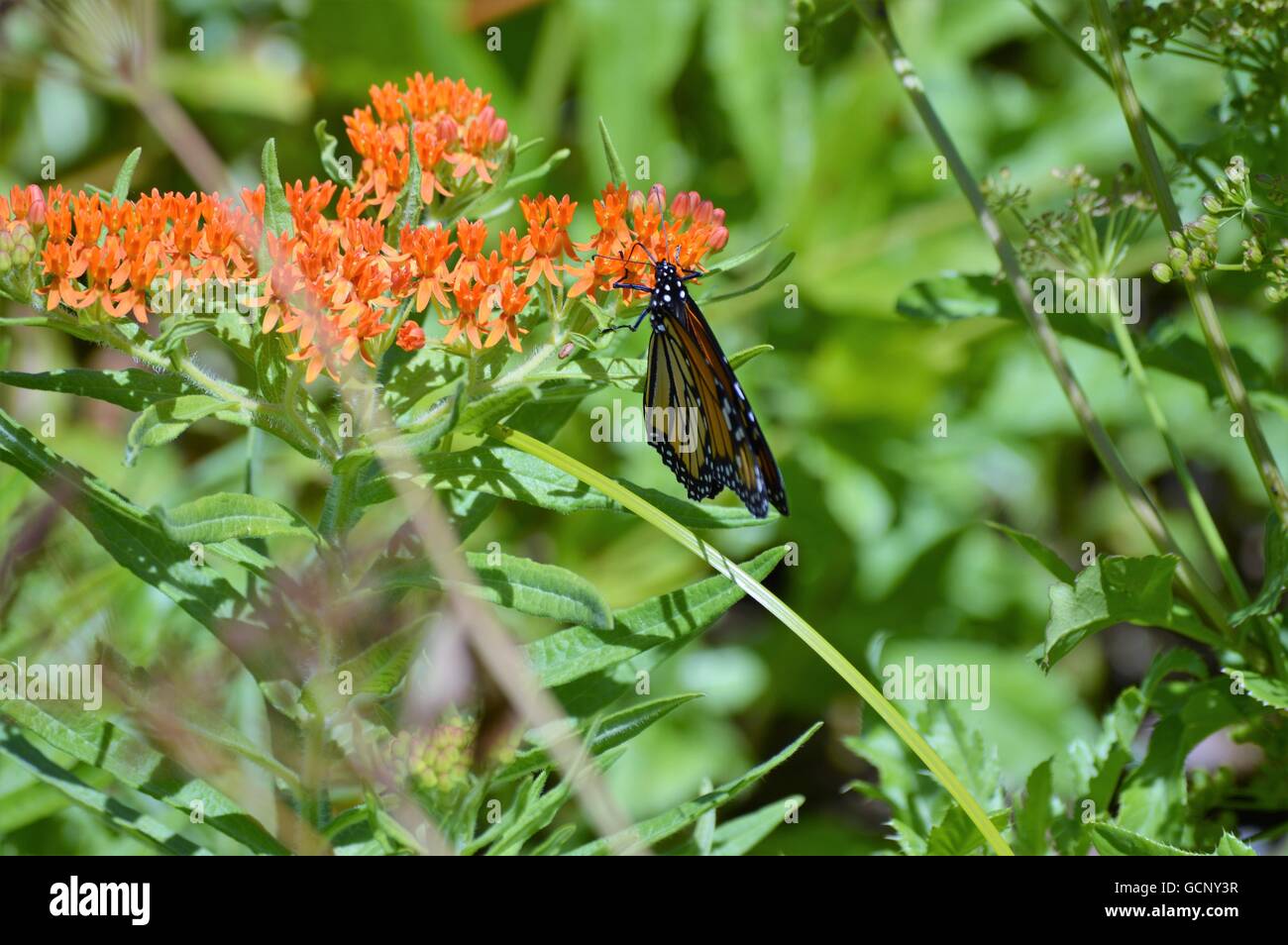 Monarch butterfly on milkweed Stock Photo - Alamy