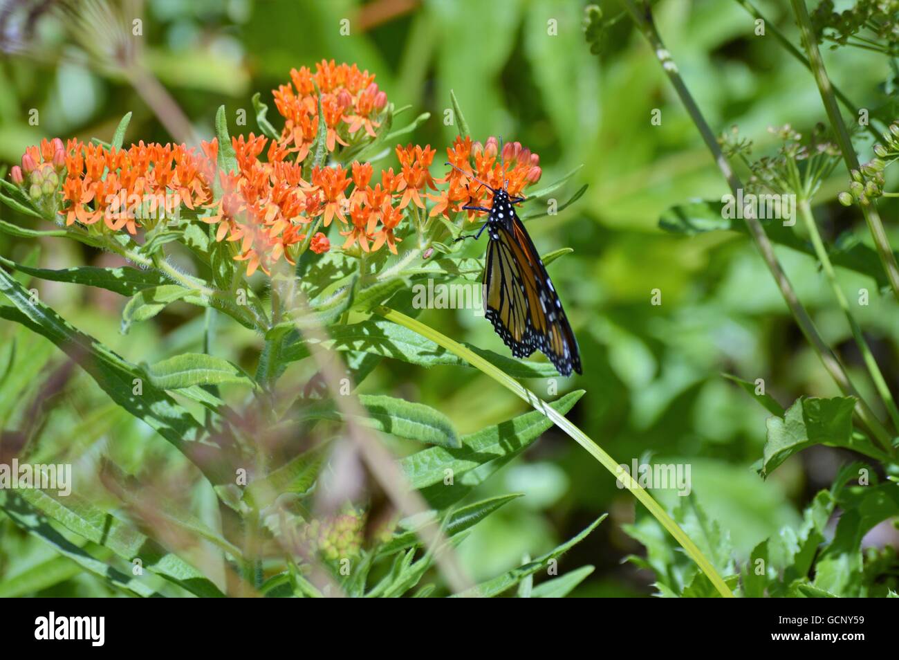Monarch butterfly on milkweed Stock Photo - Alamy