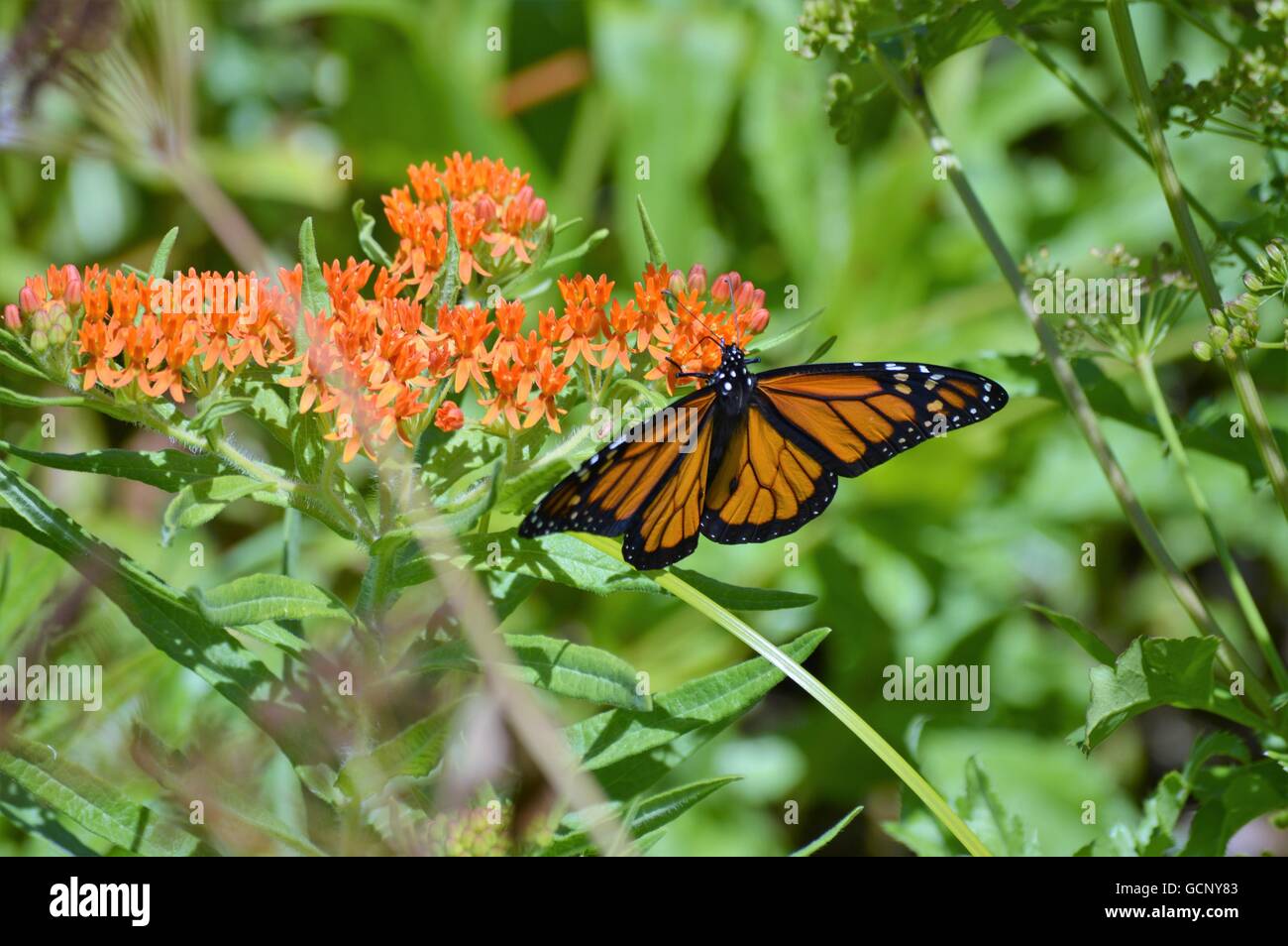Monarch butterfly on milkweed Stock Photo - Alamy