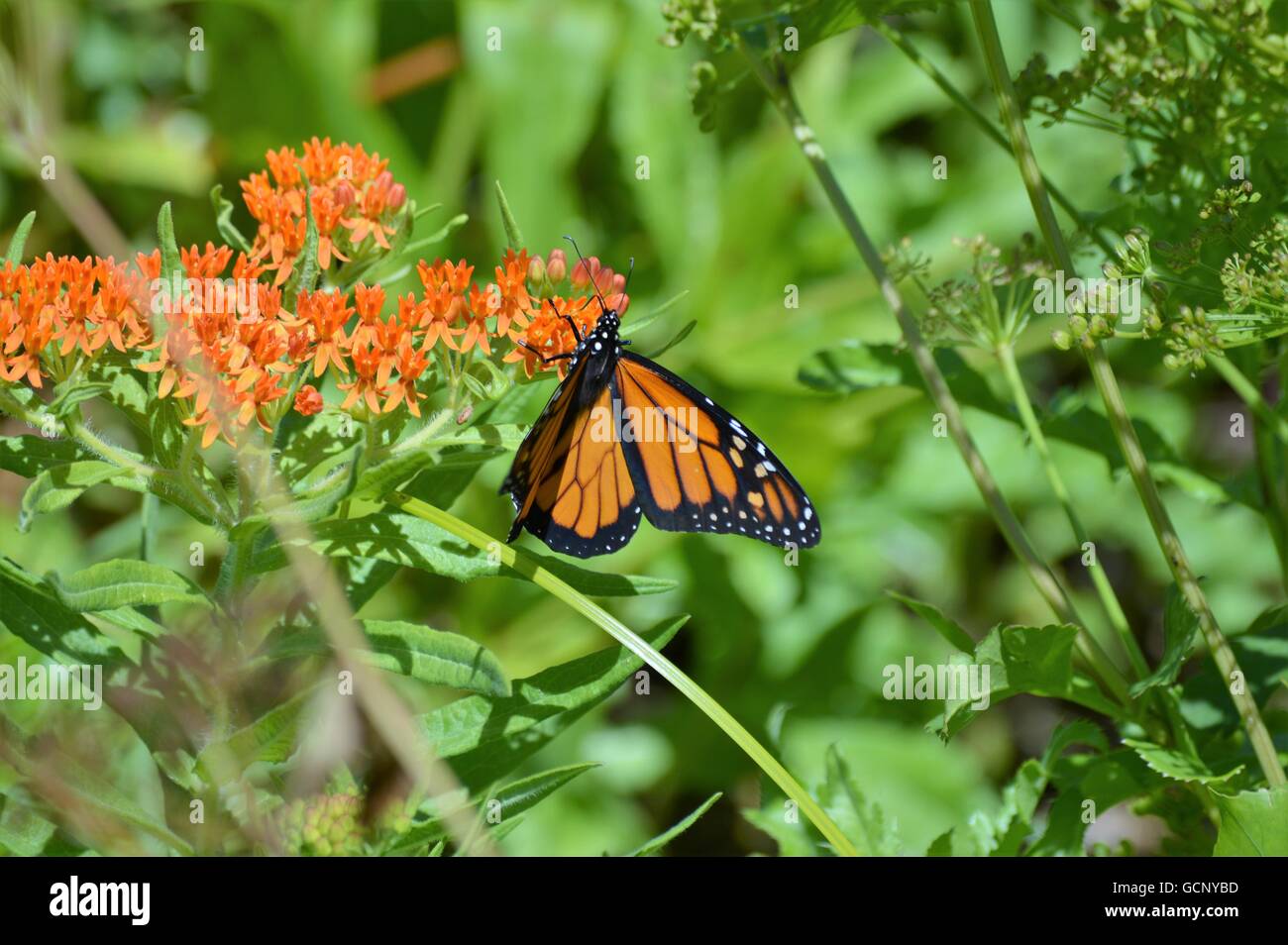 Monarch butterfly on milkweed Stock Photo - Alamy