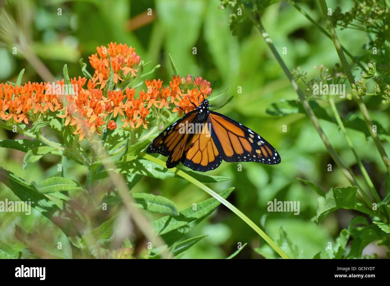 Monarch butterfly on milkweed Stock Photo - Alamy