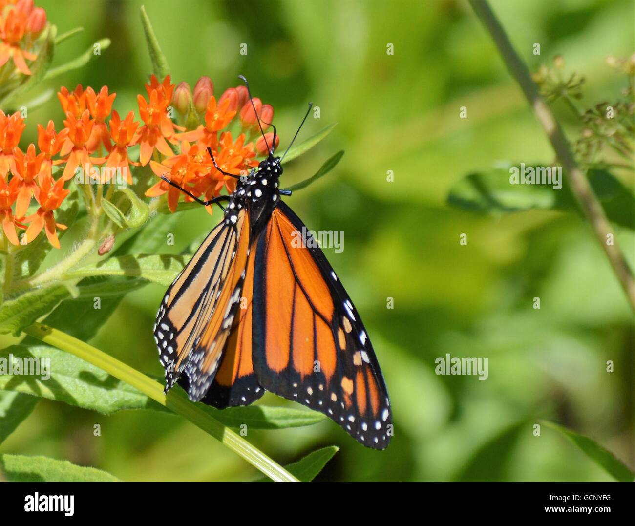 Monarch butterfly on milkweed Stock Photo - Alamy