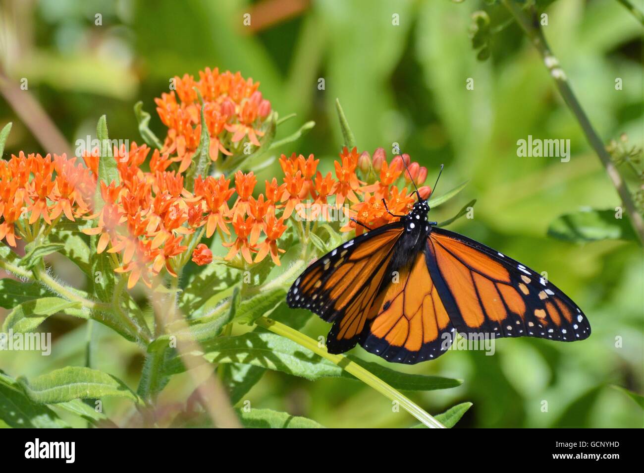 Monarch butterfly on milkweed Stock Photo - Alamy