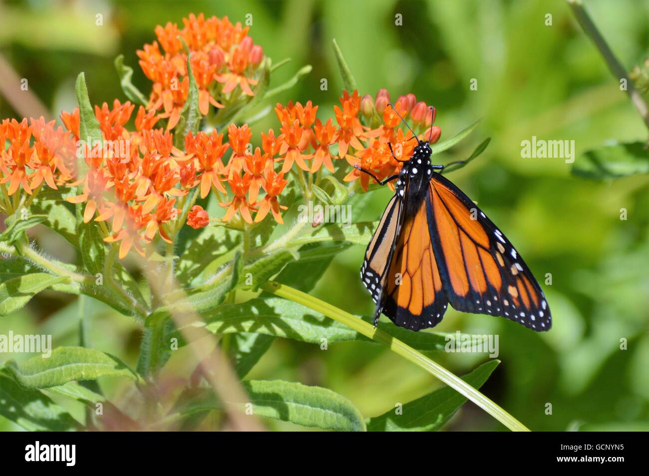 Monarch butterfly on milkweed Stock Photo - Alamy