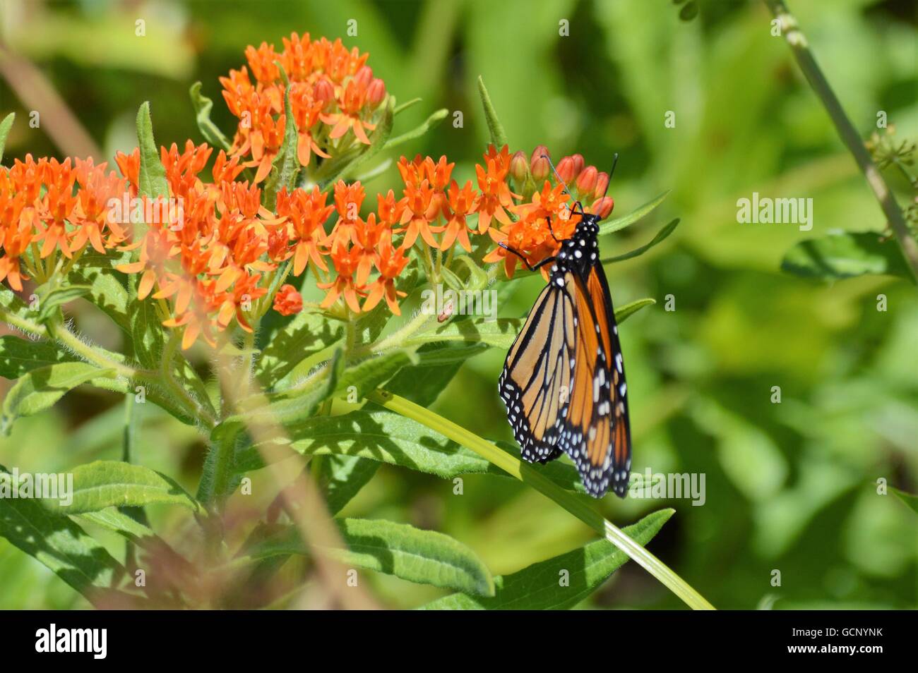 Monarch butterfly on milkweed Stock Photo - Alamy