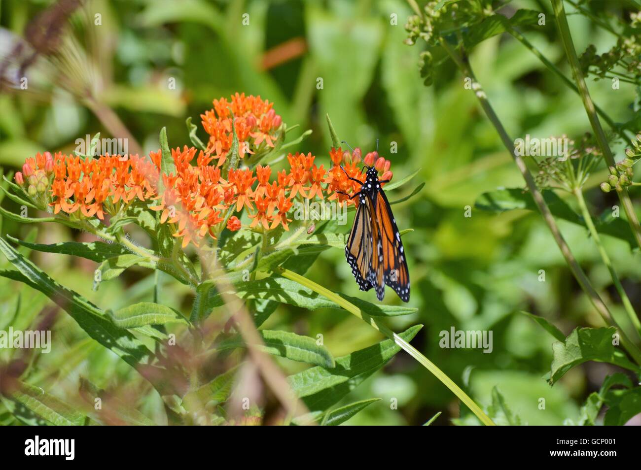 Monarch butterfly on milkweed Stock Photo - Alamy