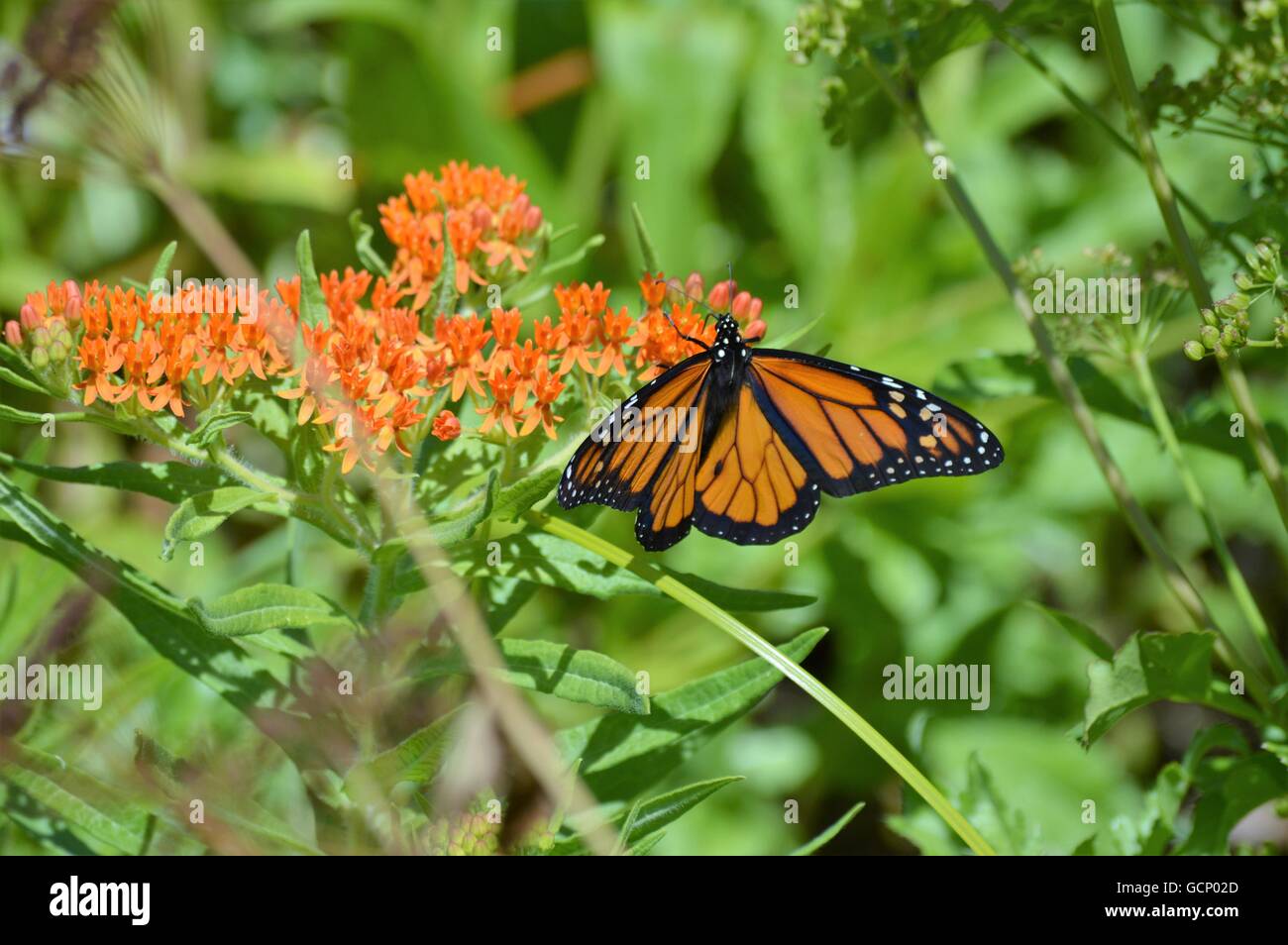 Monarch butterfly on milkweed Stock Photo - Alamy