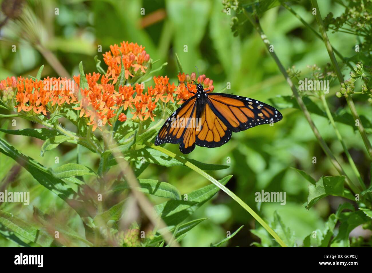 Monarch butterfly on milkweed Stock Photo - Alamy