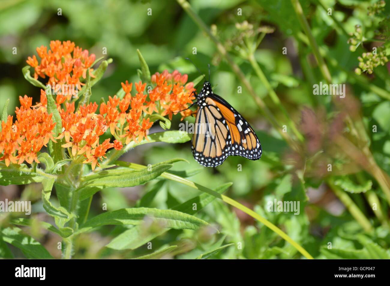 Monarch butterfly on milkweed Stock Photo - Alamy