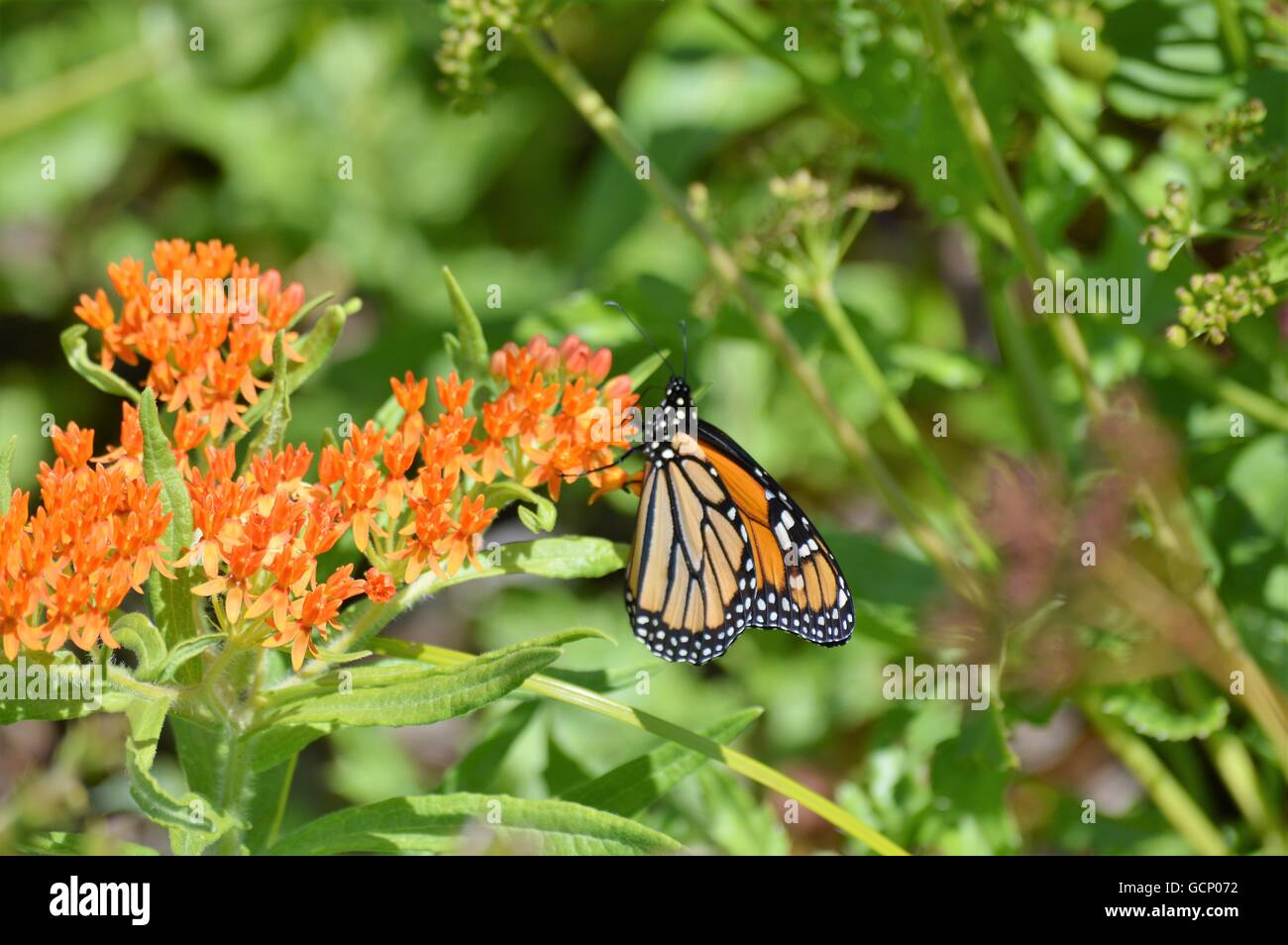 Monarch butterfly on milkweed Stock Photo - Alamy