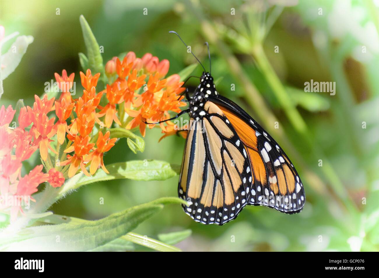 Monarch butterfly on milkweed Stock Photo - Alamy