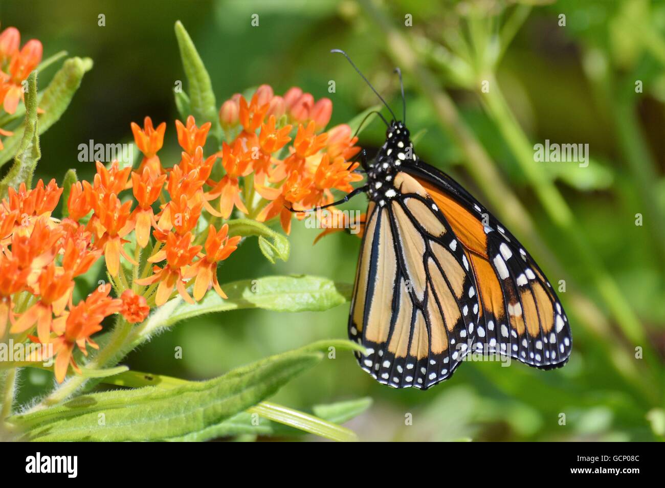 Monarch butterfly on milkweed Stock Photo - Alamy