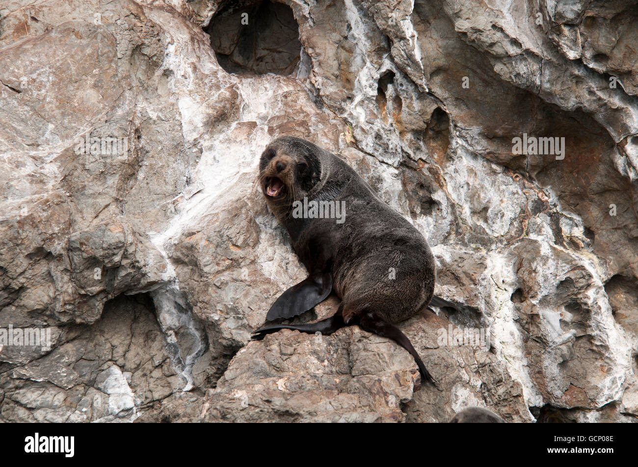 Brullen High Resolution Stock Photography and Images - Alamy