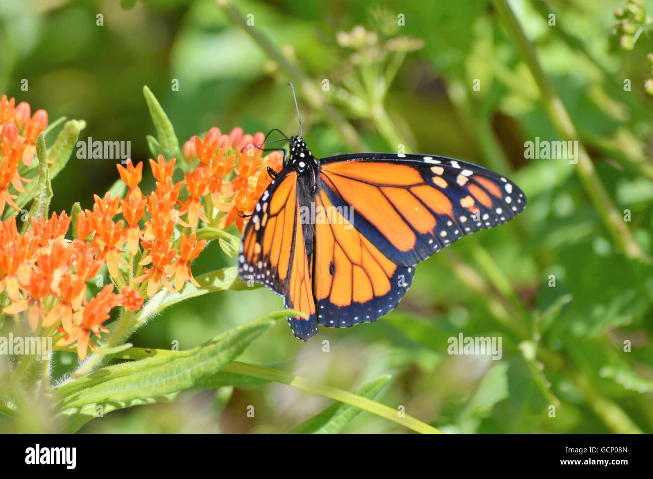 Monarch butterfly on milkweed Stock Photo - Alamy