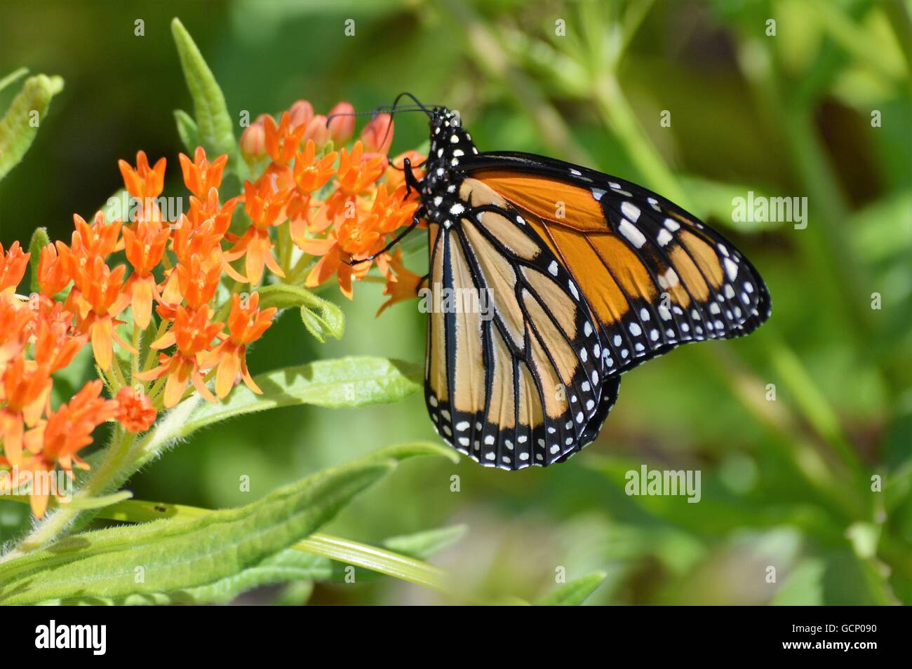 Monarch butterfly on milkweed Stock Photo - Alamy
