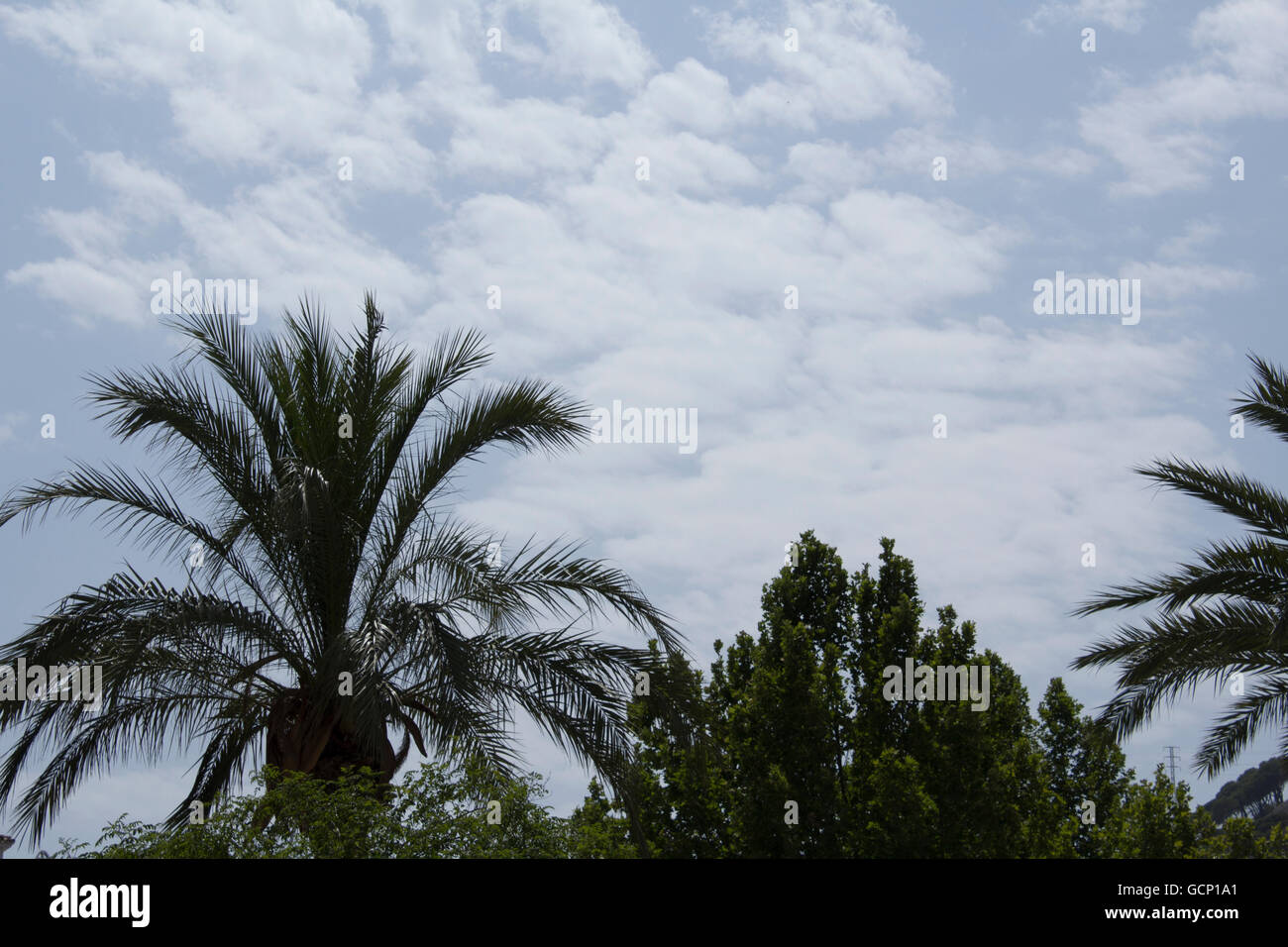 Palm trees and tree tops hi-res stock photography and images - Alamy