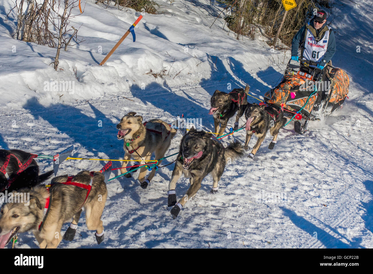 Alaska iditarod jeff king musher hi-res stock photography and images ...
