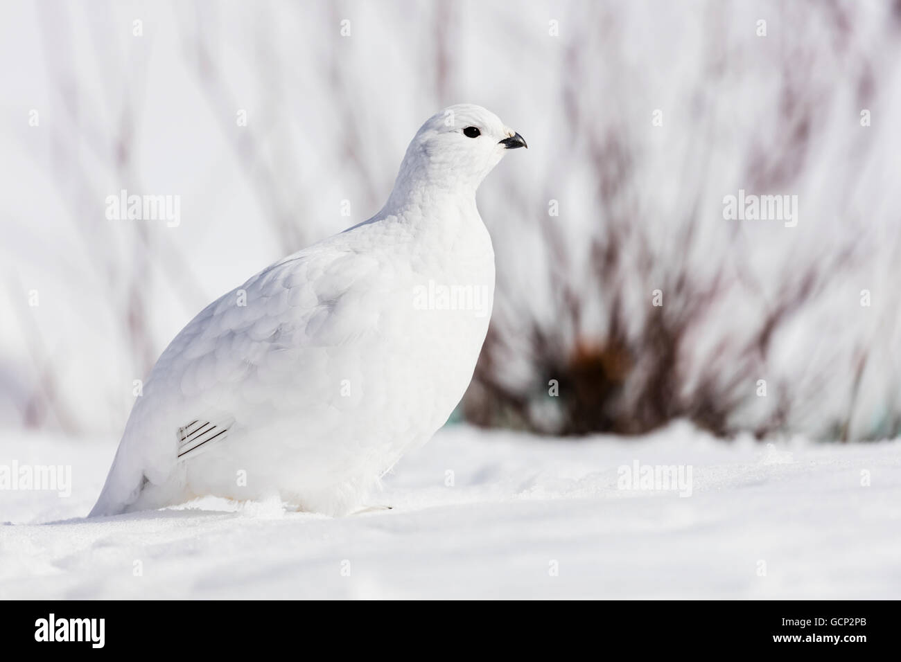 Willow Ptarmigan (Lagopus lagopus) foraging among willows in early ...