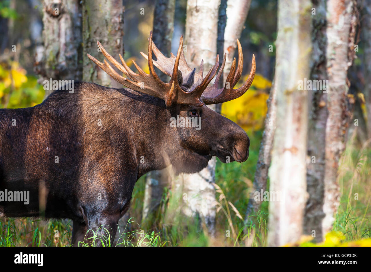 Bull moose side profile hi-res stock photography and images - Alamy