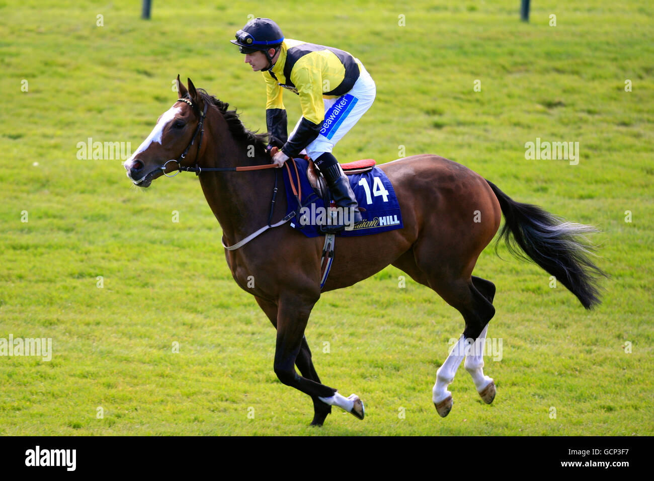 Jockey Steve Drowne going to post for the William Hill Ayr Silver Cup ...