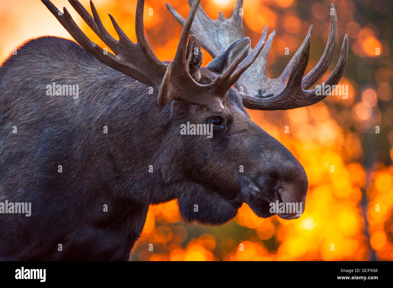 Bull moose side profile hi-res stock photography and images - Alamy