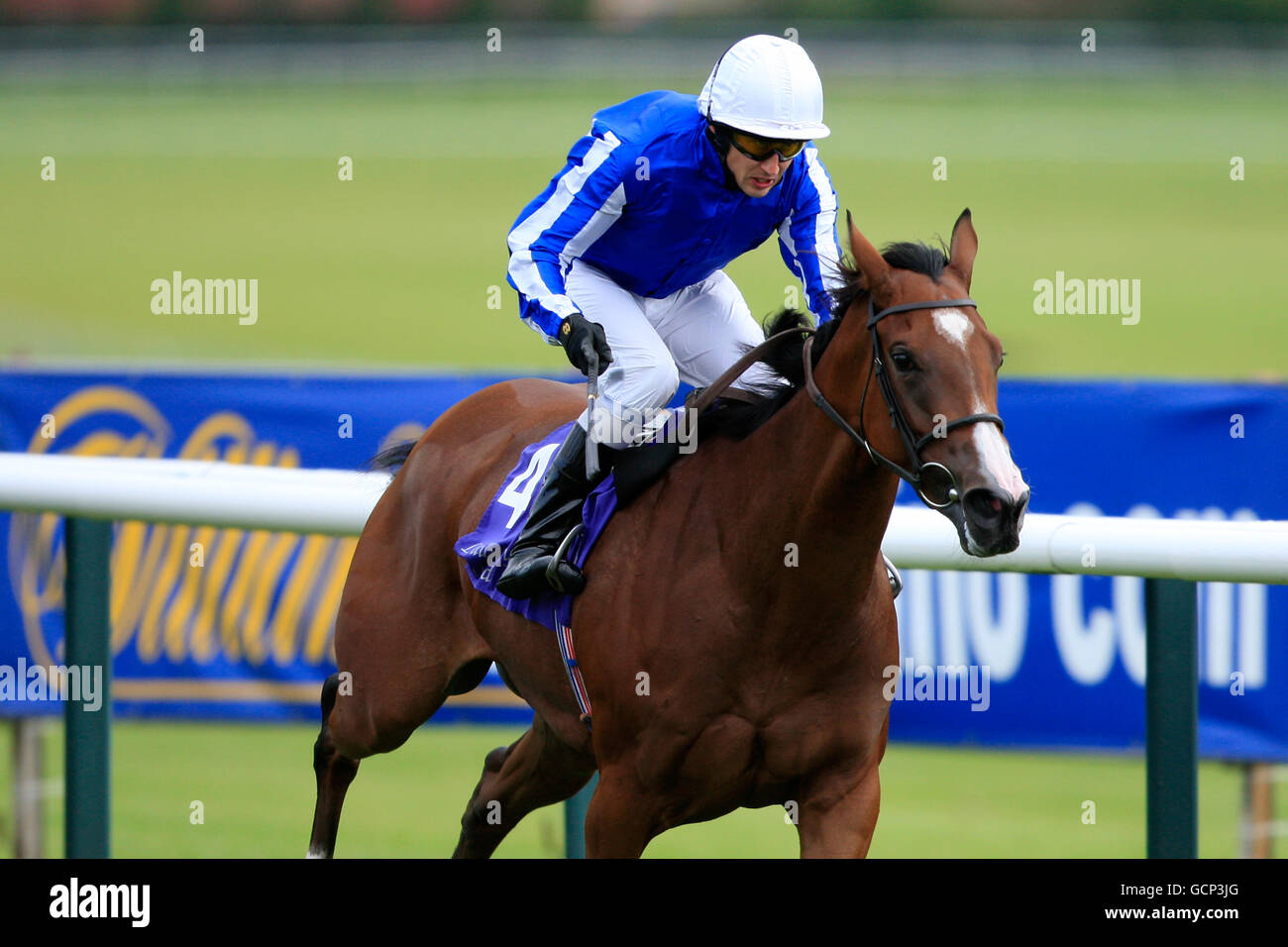 Dubawi horse hi-res stock photography and images - Alamy