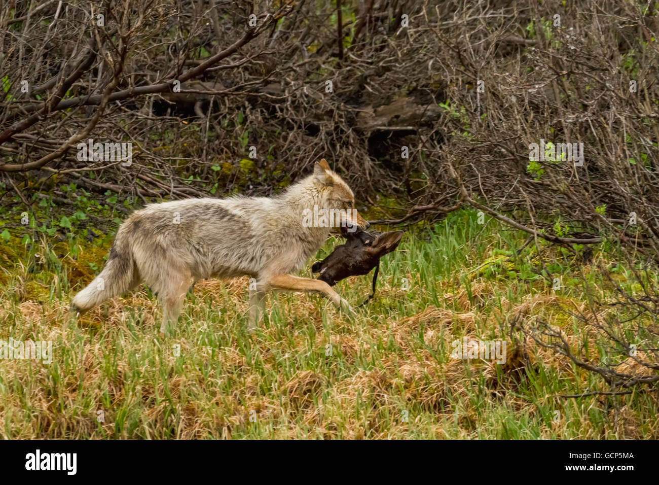 Denali moose wolf hi-res stock photography and images - Alamy