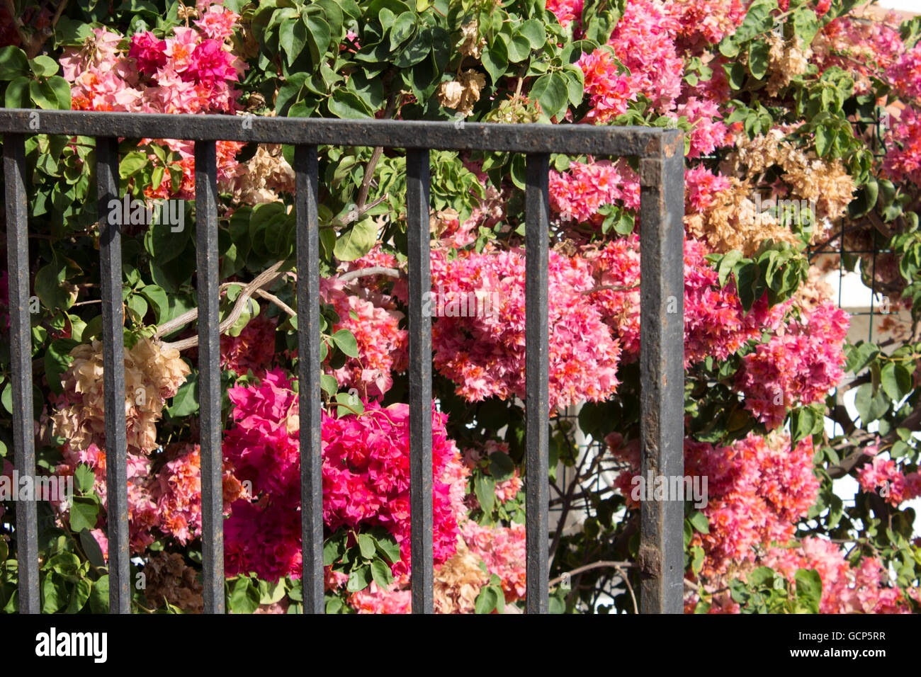 flowers behind a gate Stock Photo - Alamy