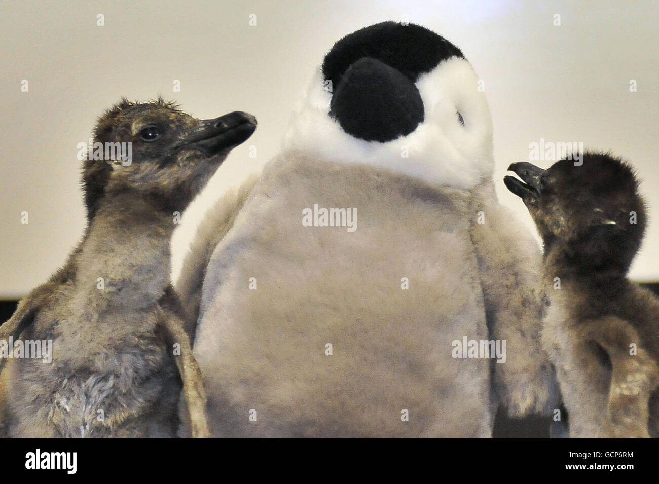 ZSL London Zoo's most recent arrivals, African black footed penguins ...