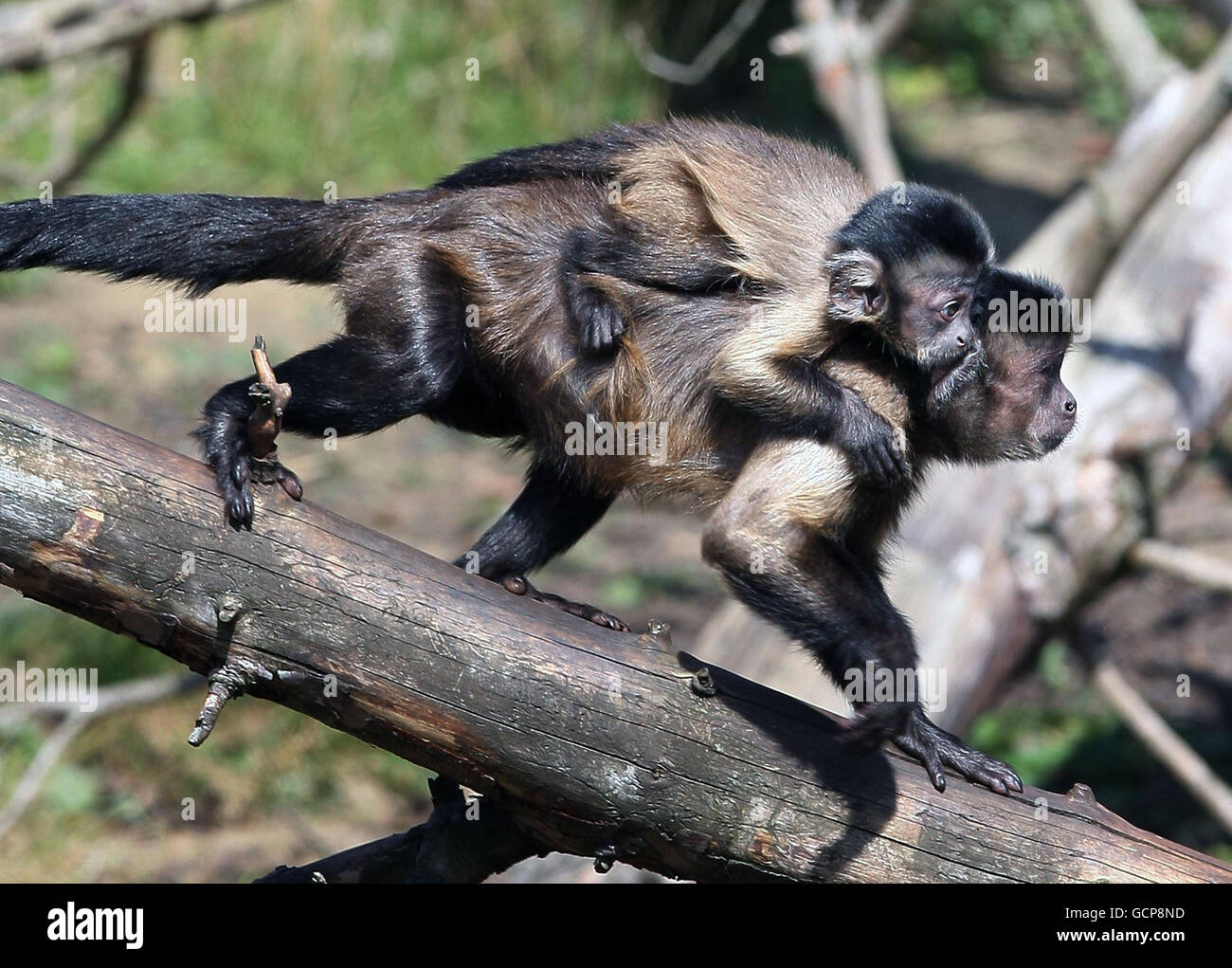 Baby Brown Capuchin Monkey
