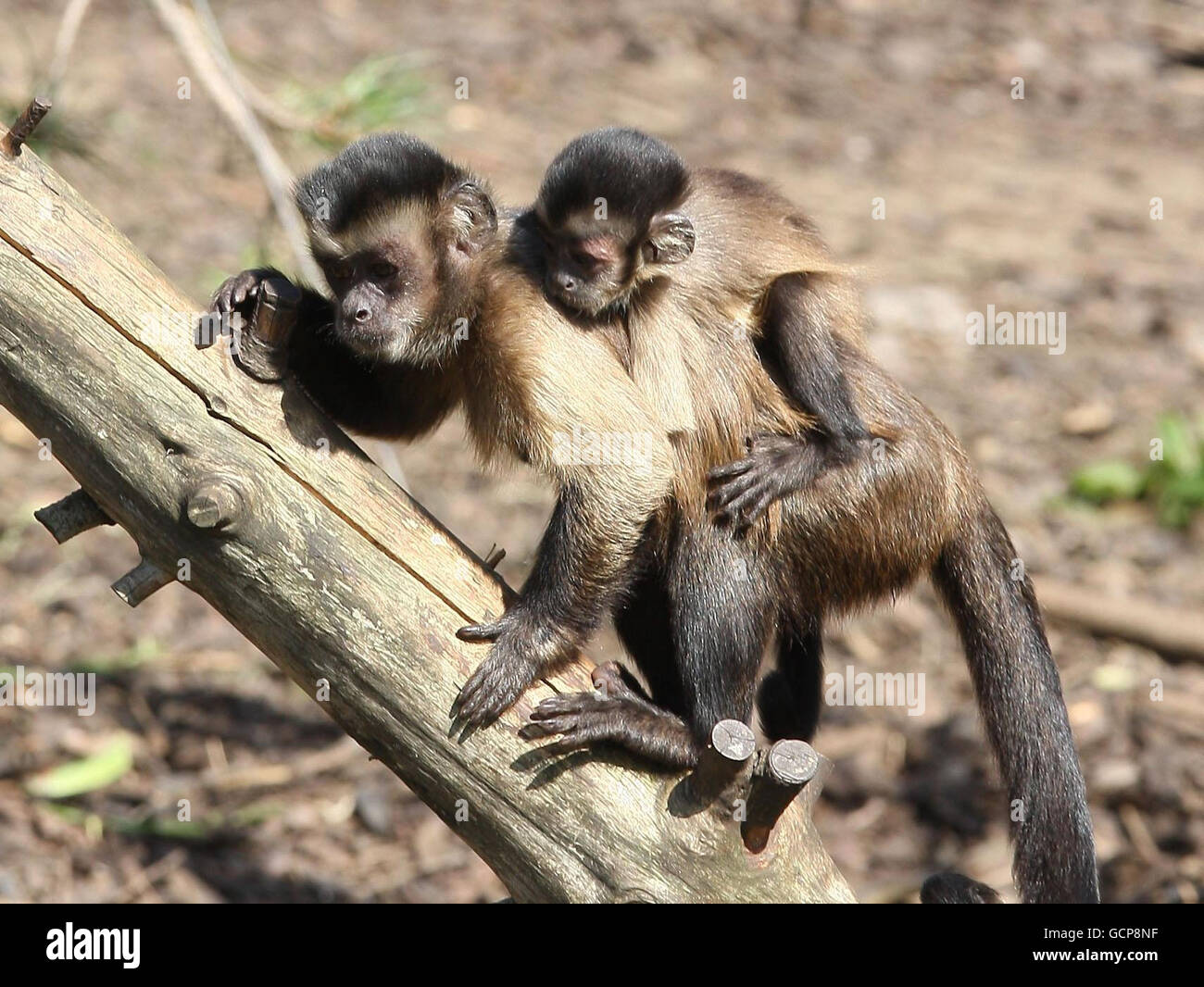 Baby Brown Capuchin Monkey